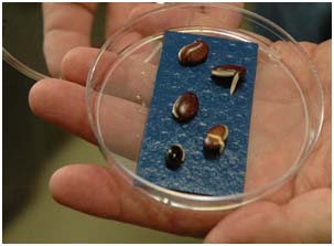 Technologies :: Indigenous Farming