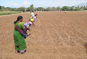 Seed :: Cereals & Millets :: Pearl millet