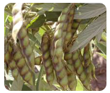 Seed :: Pulses :: Redgram