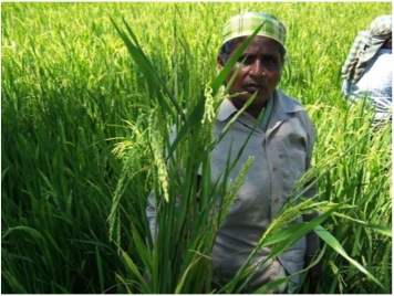 Seed :: Cereals & Millets :: Rice ( Hybrids )