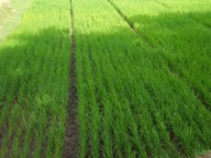 Seed :: Cereals & Millets :: Rice ( Hybrids )