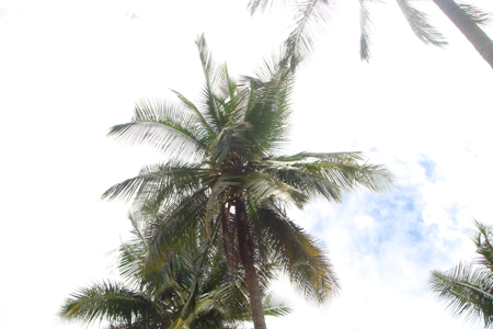 Expert System for Coconut :: Mother Palm Selection