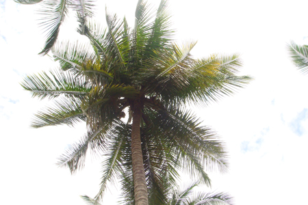 Expert System for Coconut :: Mother Palm Selection