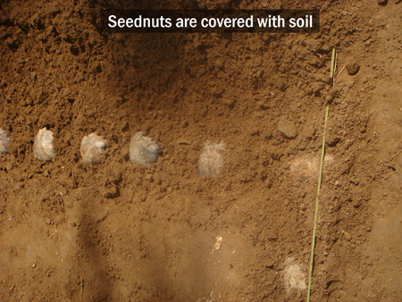 Expert System for Coconut :: Planting Seed Nuts