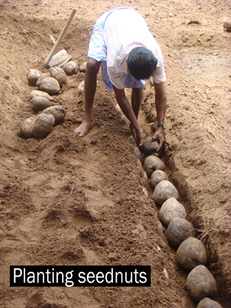Expert System for Coconut :: Planting Seed Nuts