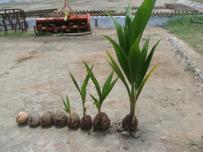 Expert System for Coconut :: Selection of Seedlings