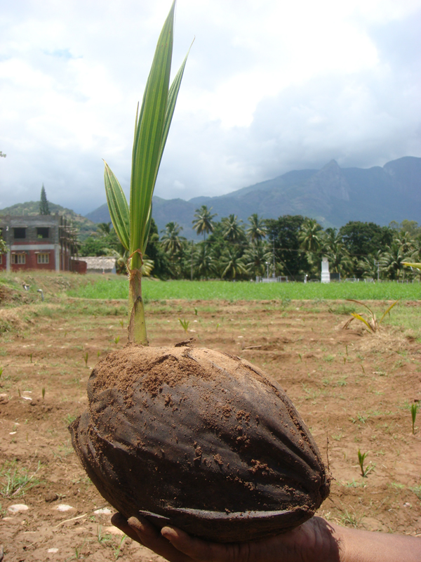 Expert System for Coconut :: Selection of Seedlings