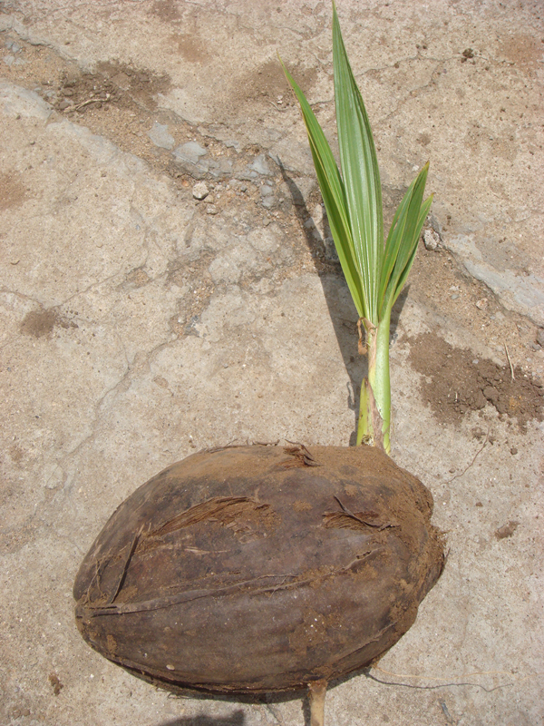 Expert System for Coconut :: Selection of Seedlings