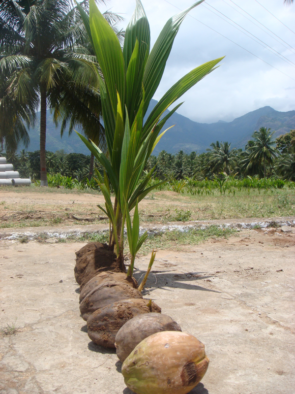 Expert System for Coconut :: Selection of Seedlings