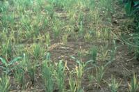 Crop Protection