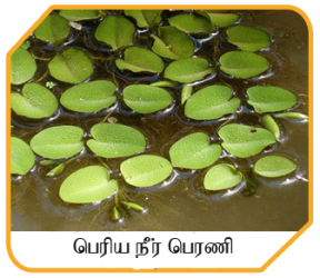 Cultivation Practices