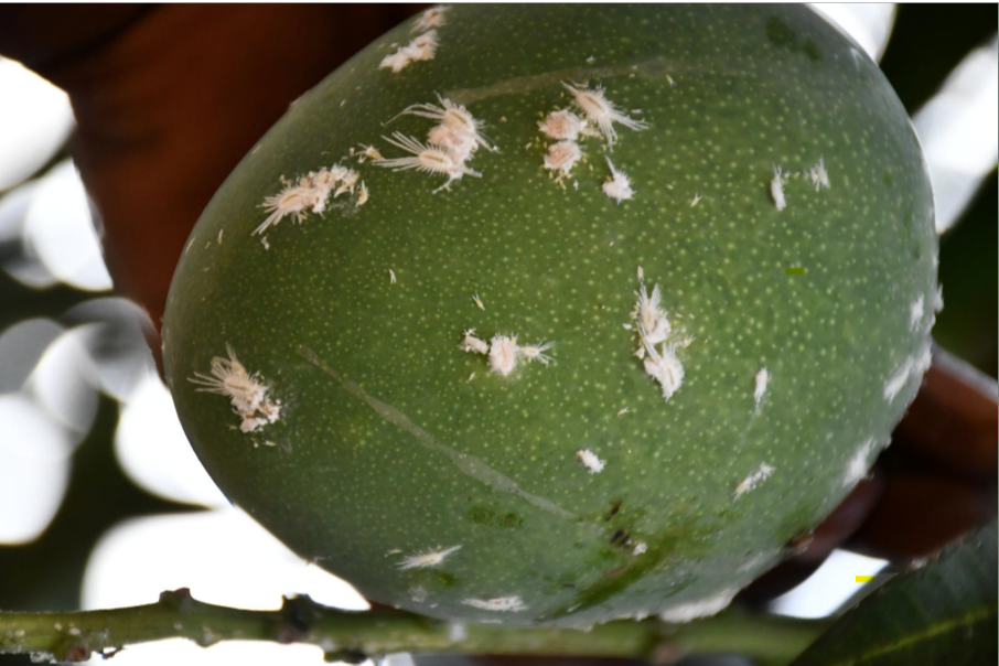 TNAU Agritech Portal :: TNAU Press Notes
